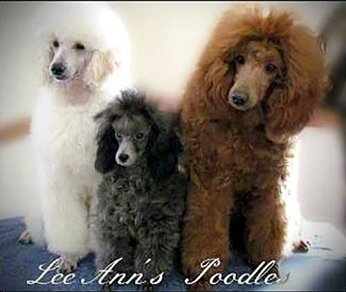 LEEANNS Toy, Miniature Poodles, Miniature Poodle breeder, Canada