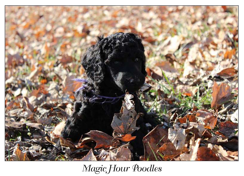 Poodle Breeders - Standard, Miniature and Toy Poodle puppies