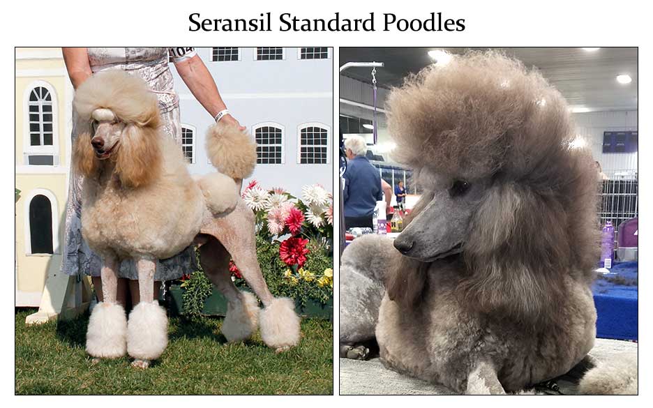 Poodle Breeders - Standard, Miniature and Toy Poodle puppies
